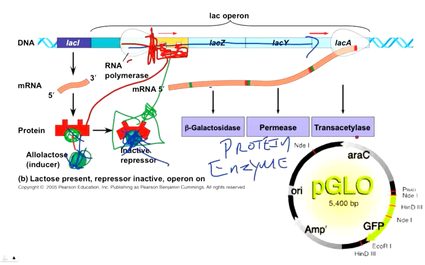 Honors Biology : 11/11 (Make a Wish) The Operon System