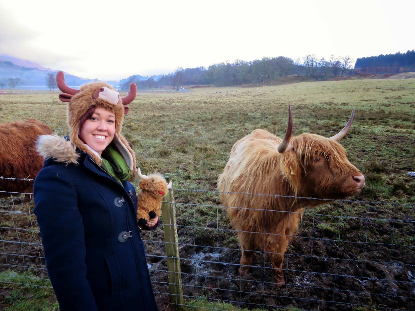 Erin's Ever After: The Hairy Coo "Free" Tour || Scotland | Travel Diary