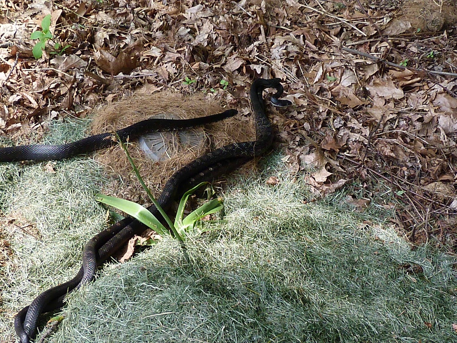 Wildlife Lane: Mating Season of the Black Rat Snake