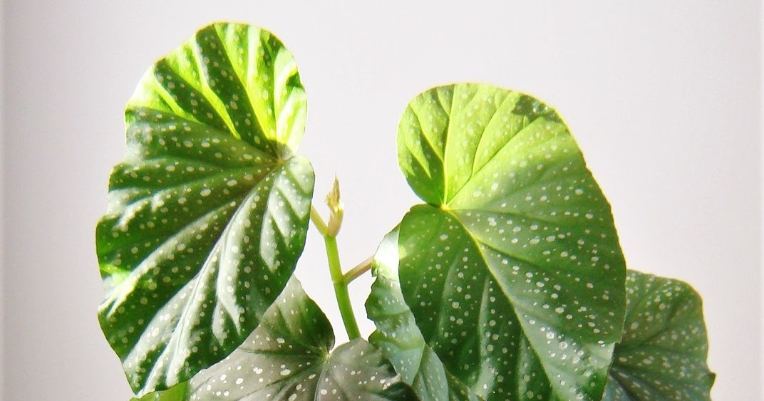 LA VENTANA DE JAVIRULI: PLANTAS DE INTERIOR (84): BEGONIA CORALLINA DE ...