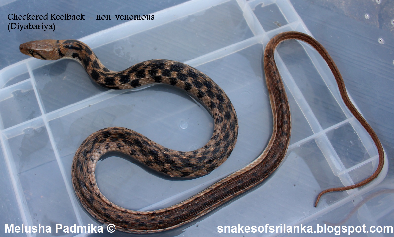 Checkered Keelback/දියබරියා (Fowlea.cf.piscator- Vogel & David, 2006)