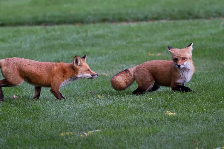 Ann Brokelman Photography: Red Fox - a pair of juveniles playing Double ...