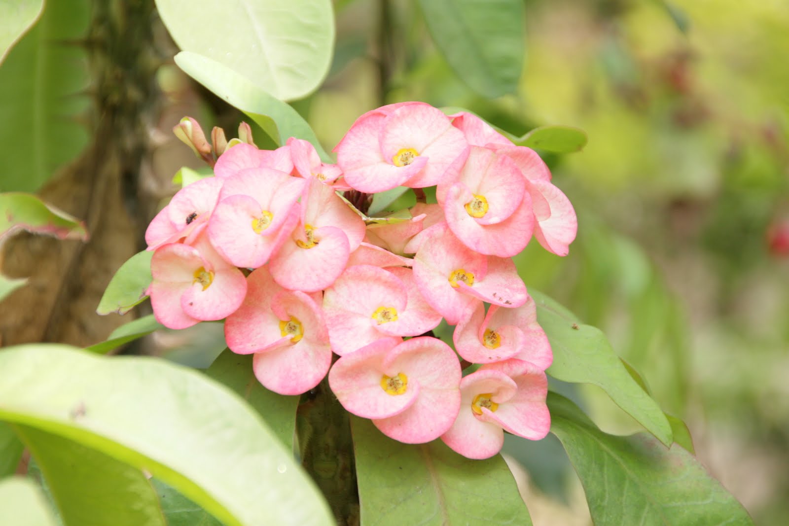 Wildlife and Flowers Explorer in Sri Lanka: Popi Flower