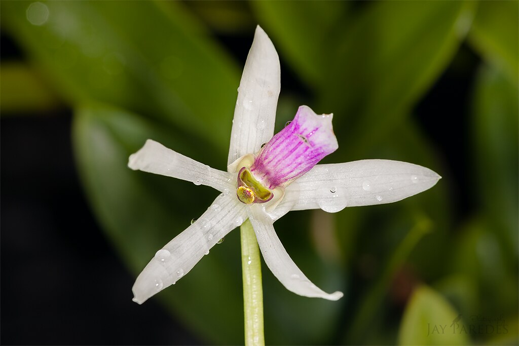 Leptotes bicolor care and culture | Travaldo's blog
