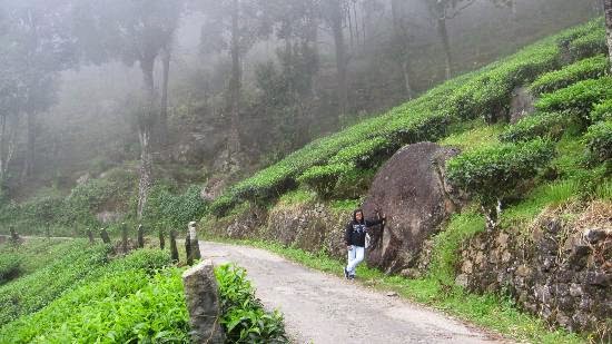 Munnar Holidays: MUNNAR VIEW POINTS
