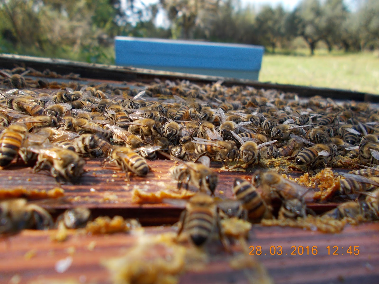 ΜελισσοΠεριπετειες: Τα μελισσια στο σπιτι - Πλατυ Μεσσηνιας
