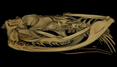 Species New to Science: [Herpetology • 2016] Bitis harenna • A New ...