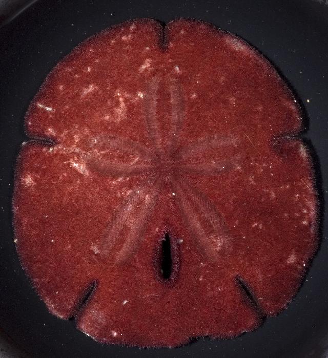 Variety of Life: August 2016