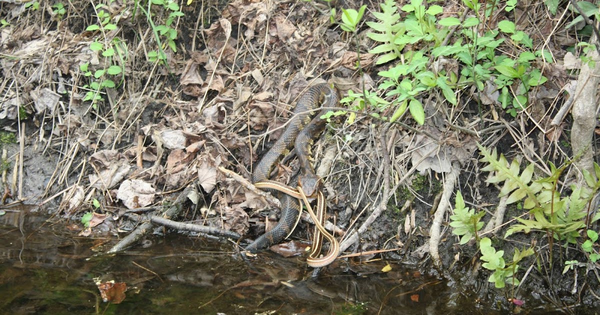 Nature Explorer : How Snakes Find, Capture, And Swallow Their Prey