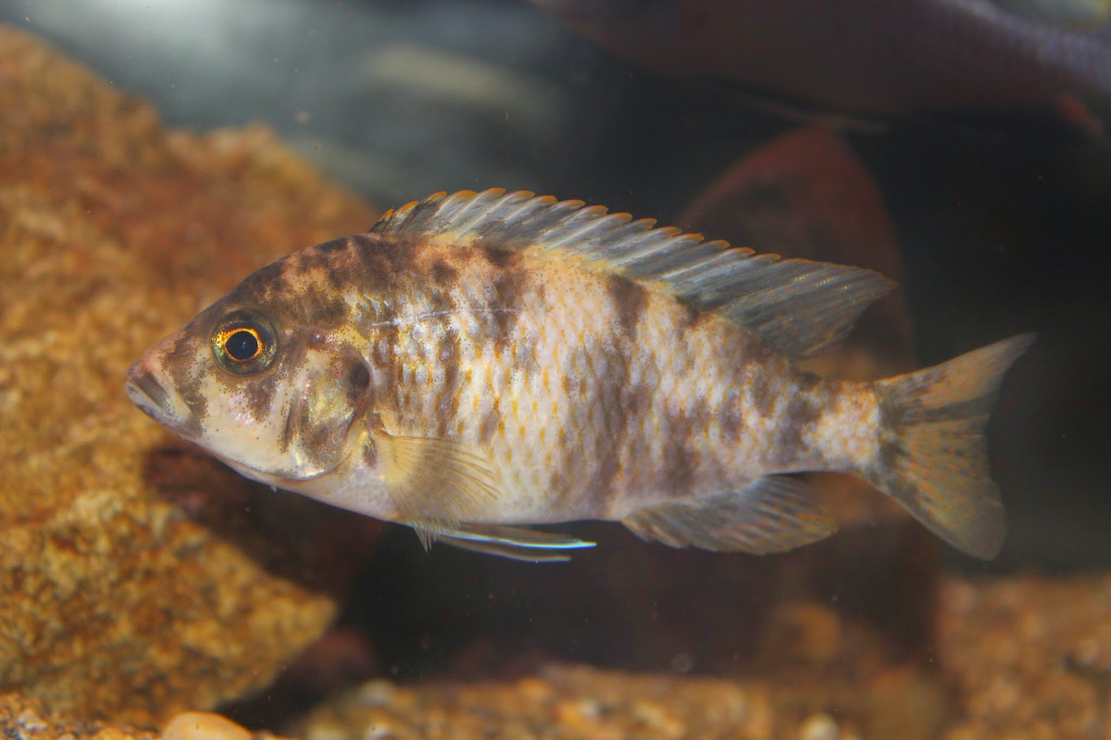 Amazing Fish: OB Peacock