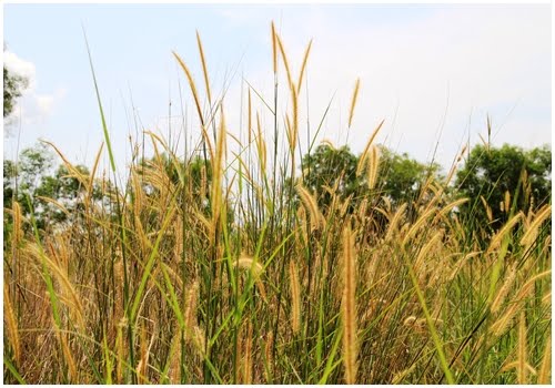 Lalang Field Photography | OnlyWilliam