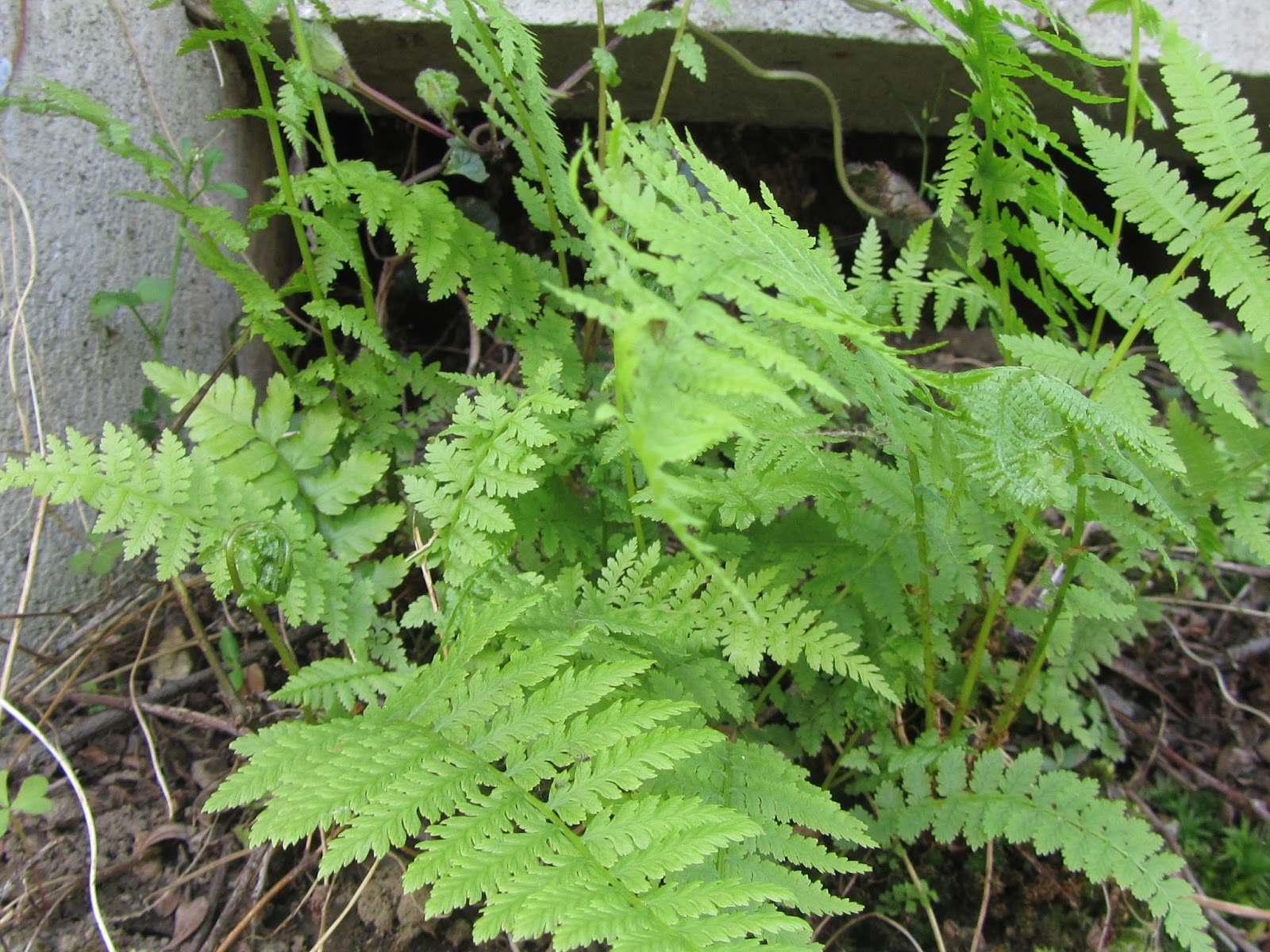 Cosa Sono le Felci? Che Caratteristiche Hanno? | Il Gusto Della Natura