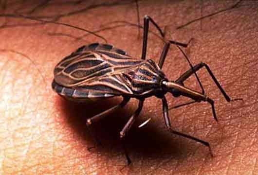 CN - Actualidad: Mal de Chagas: Alarma por presencia de 4 variedades de ...