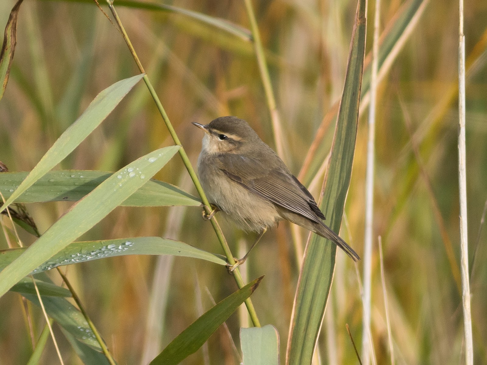 Pixie Birding: The Best of Autumn Birding at Spurn - Rustic Bunting ...