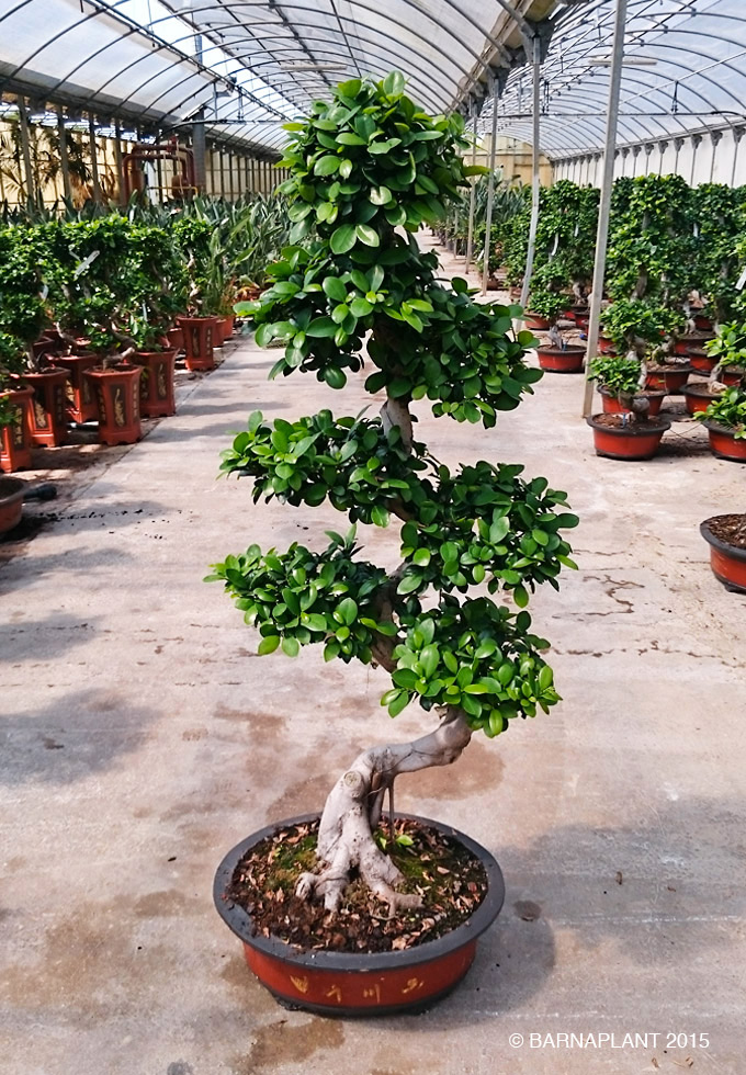 Plantas Barnaplant: Ficus microcarpa "ginseng" bonsai "pequeños y no ...