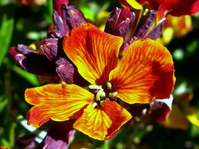 Imágenes de flores y plantas: Alhelí