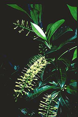 Variety of Life: Helicia