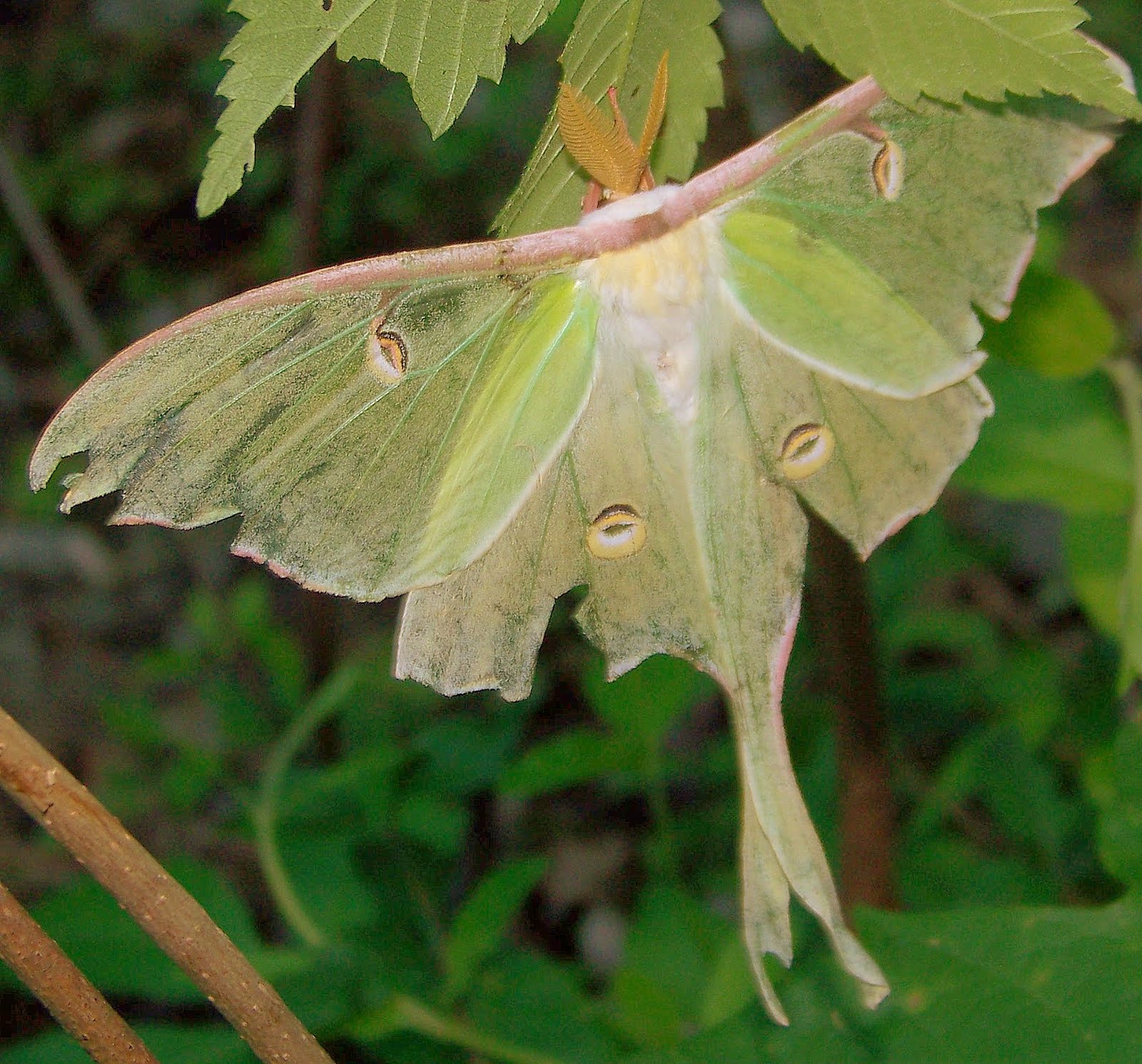 Wildflowers N Wildlife in Middle, Tennessee: Luna Moth (Actias luna)