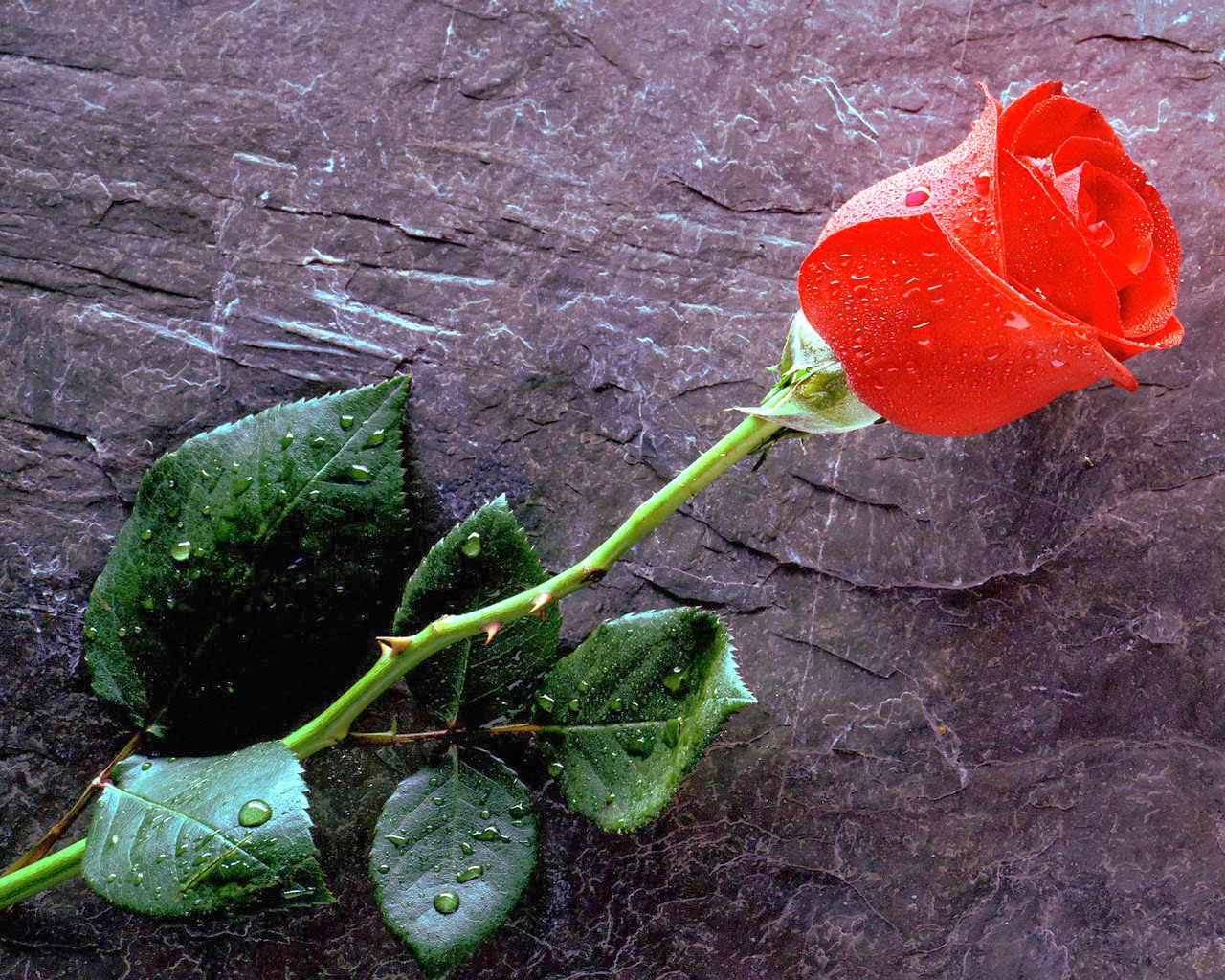 Red Rose Lovehttp://my143rose.blogspot.com/