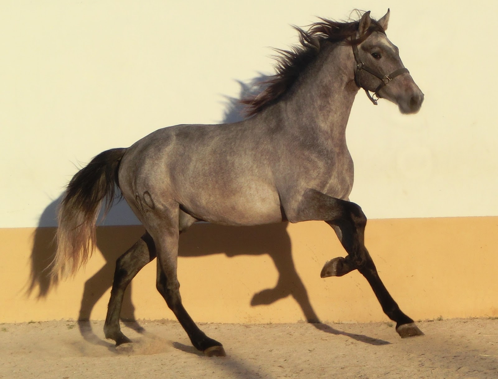 Blog de Yeguada La Troyeta: FAMOSO DE TROYA, POTRO TORDO P.R.E.