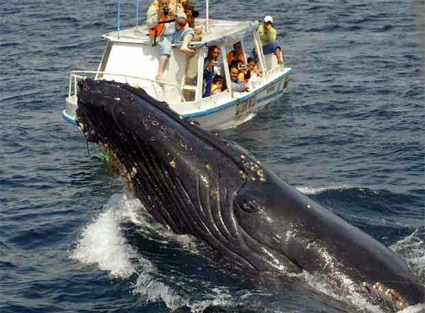 Un Flow Bakano by Johaira: SAMANÁ:¡las ballenas están aquí!