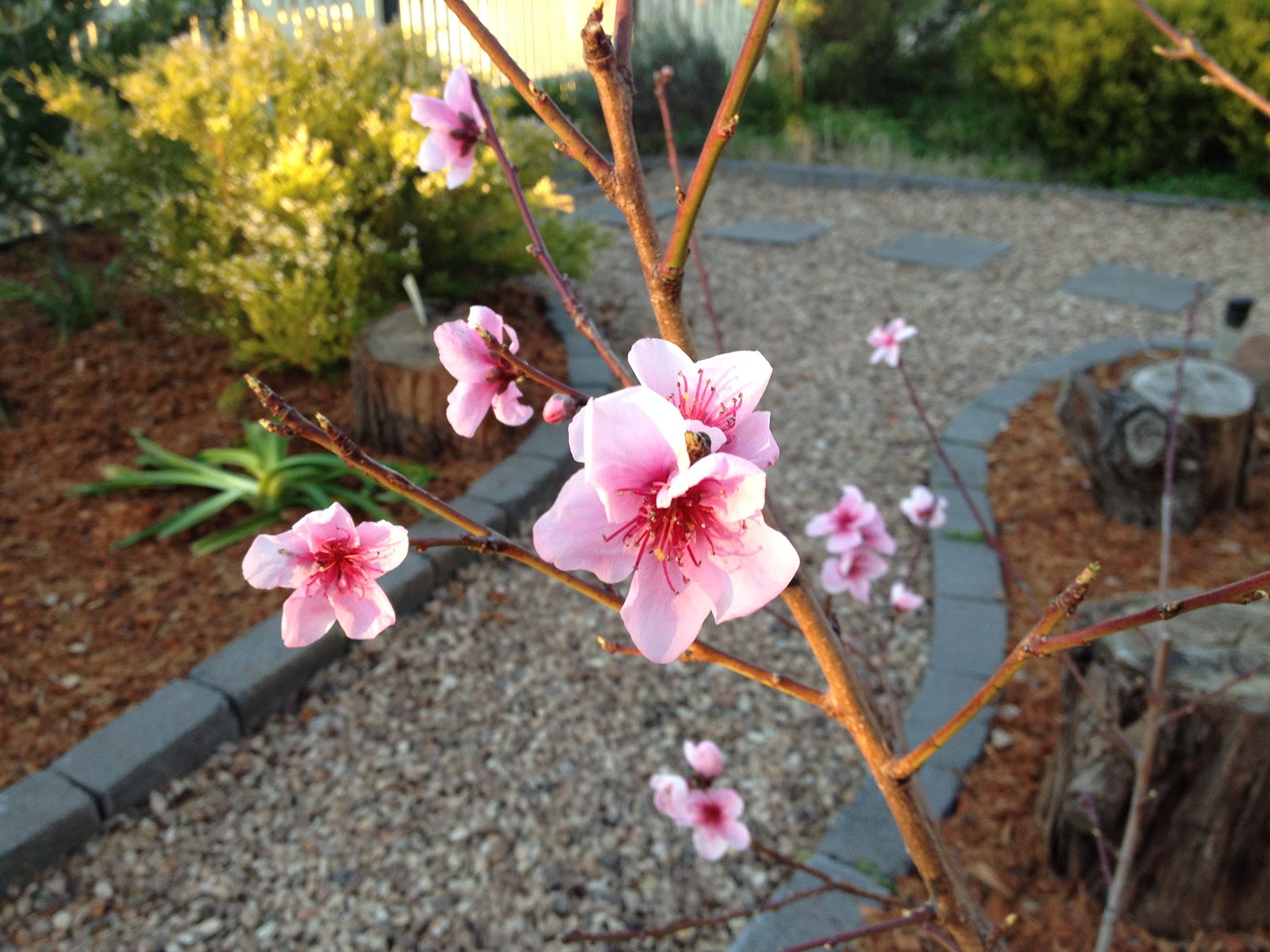 Spring Seedlings and Planting - The Greening of Gavin