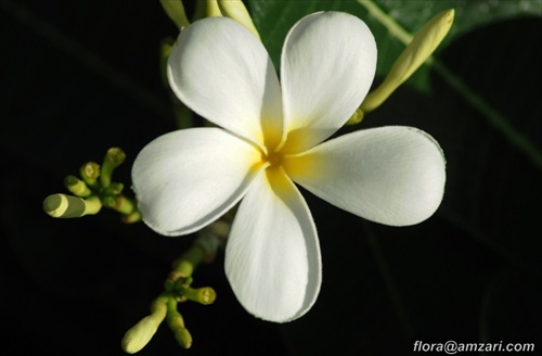 Rahsia Terbesar Sekuntum Bunga