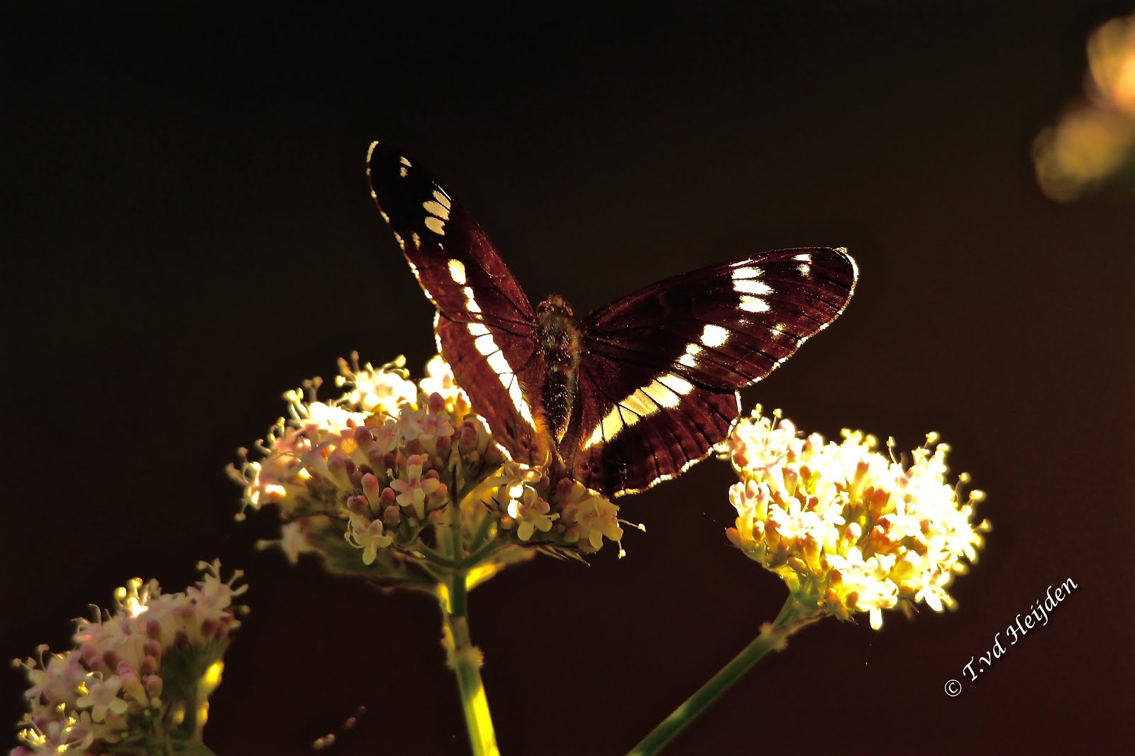 Theo’s Natuur Momenten: DE INSECTEN VAN HET KEMPEN~BROEK