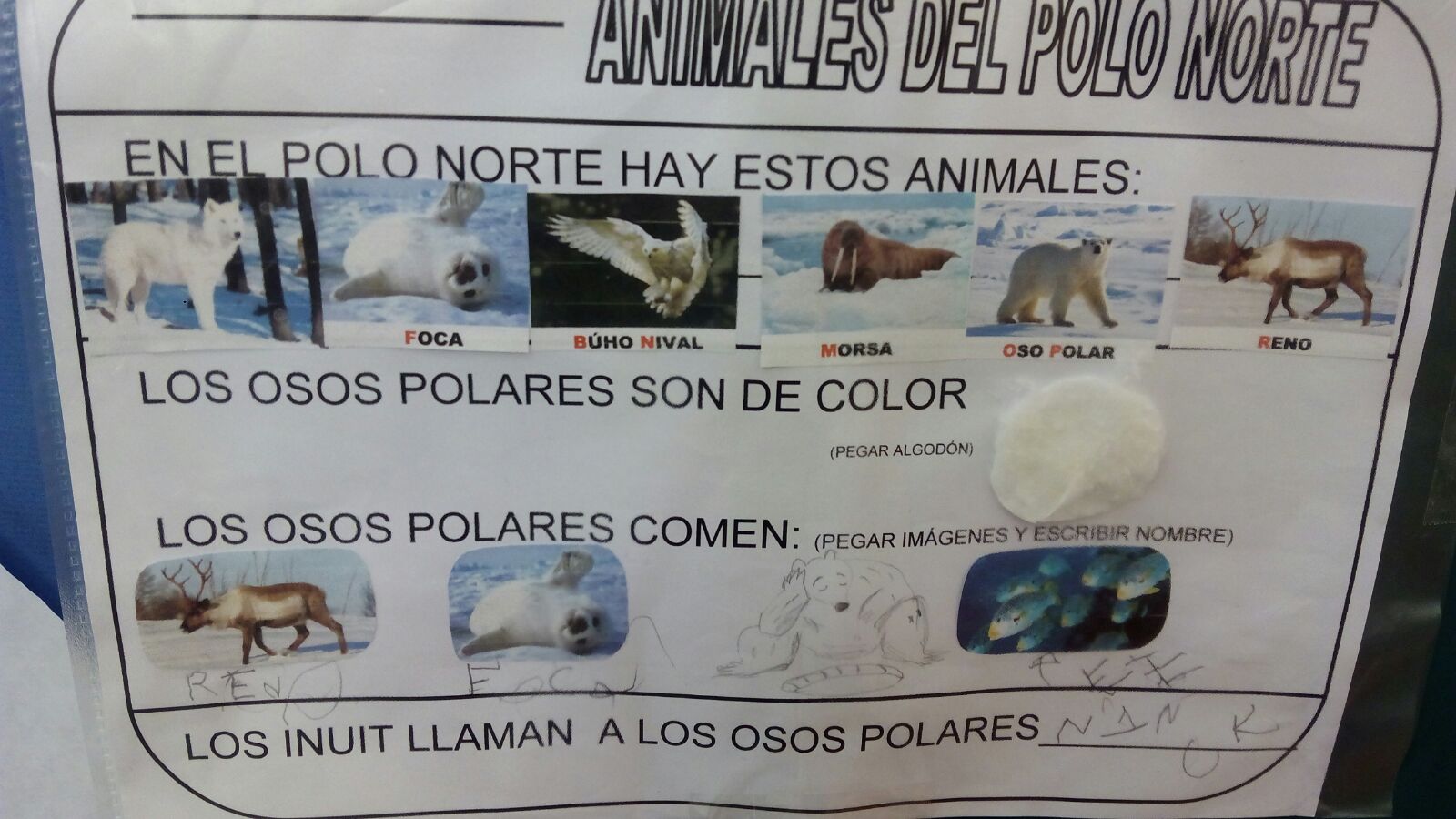 Blog " El Rincón de los Sueños ": ¿Qué animales viven en el polo?