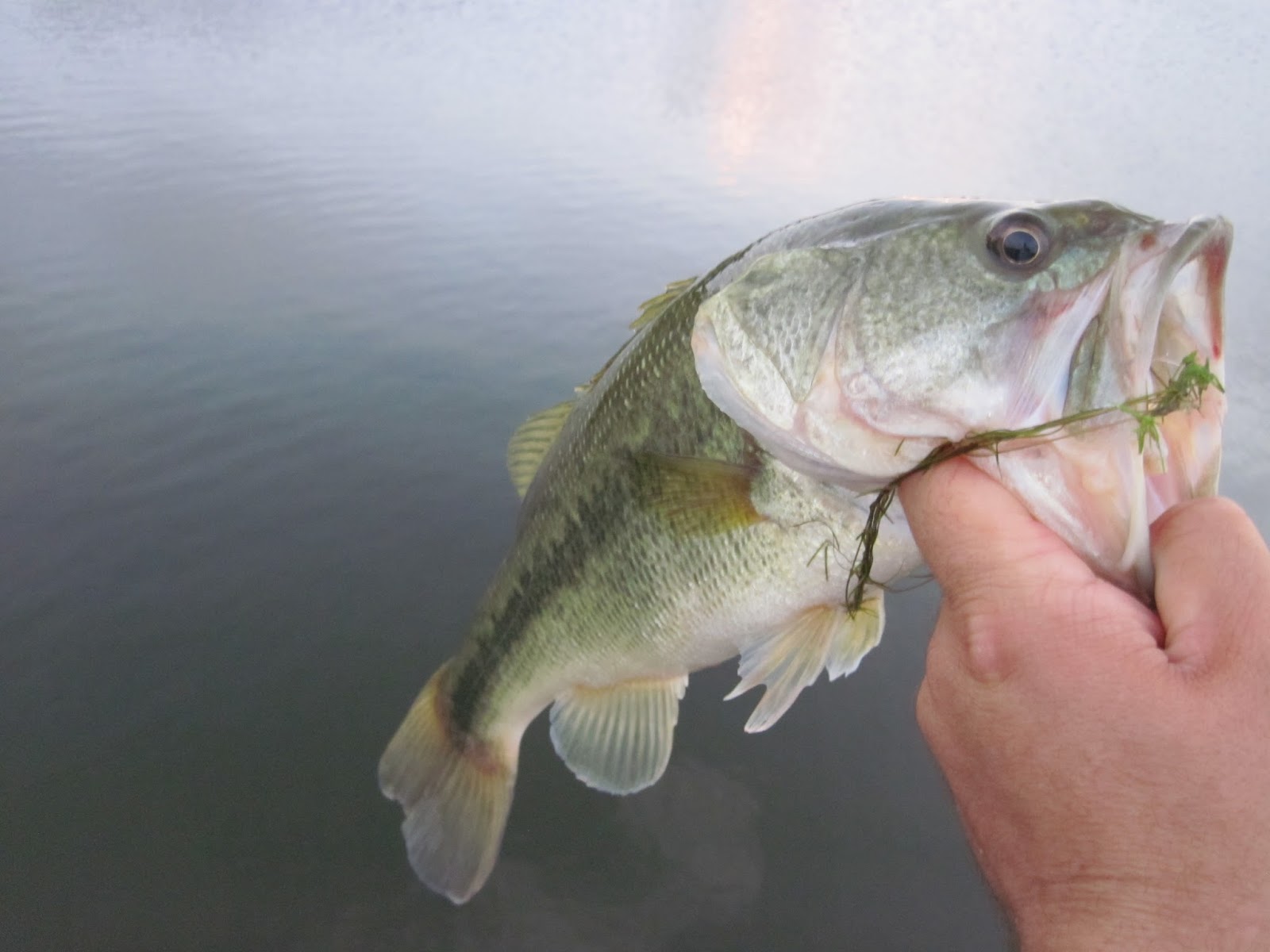 2FlyFish4: Bass Thumb