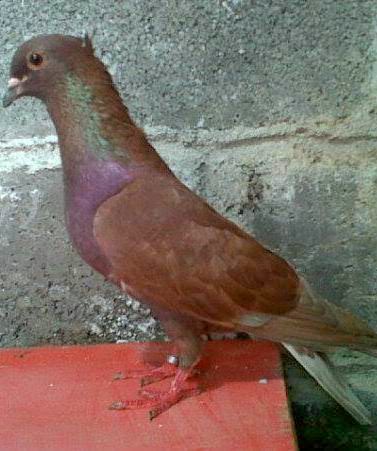 SPESIALIS MERPATI: MERPATI CITO