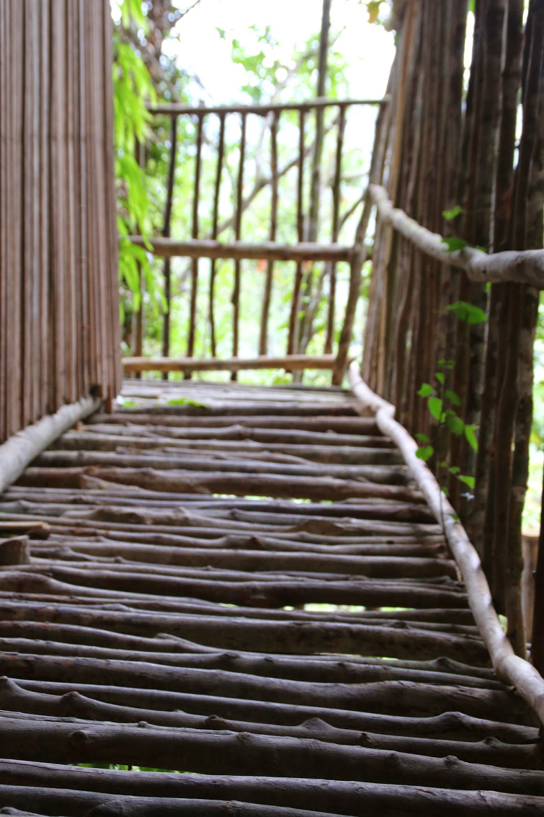 Organic Johor新山有机生活。产品。介绍: 蒲來山樹屋Rainforest Tree House Gunung Pulai