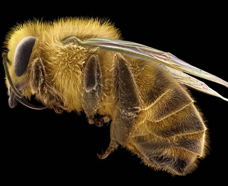 Reflexiones con Farvelo: LA ABEJA Y LAS PERSONAS