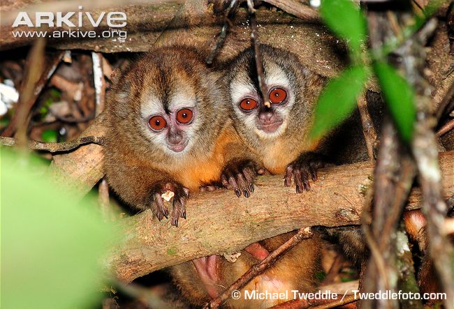 Mamíferos do Mundo: Aotus miconax (Macaco da noite dos Andes).