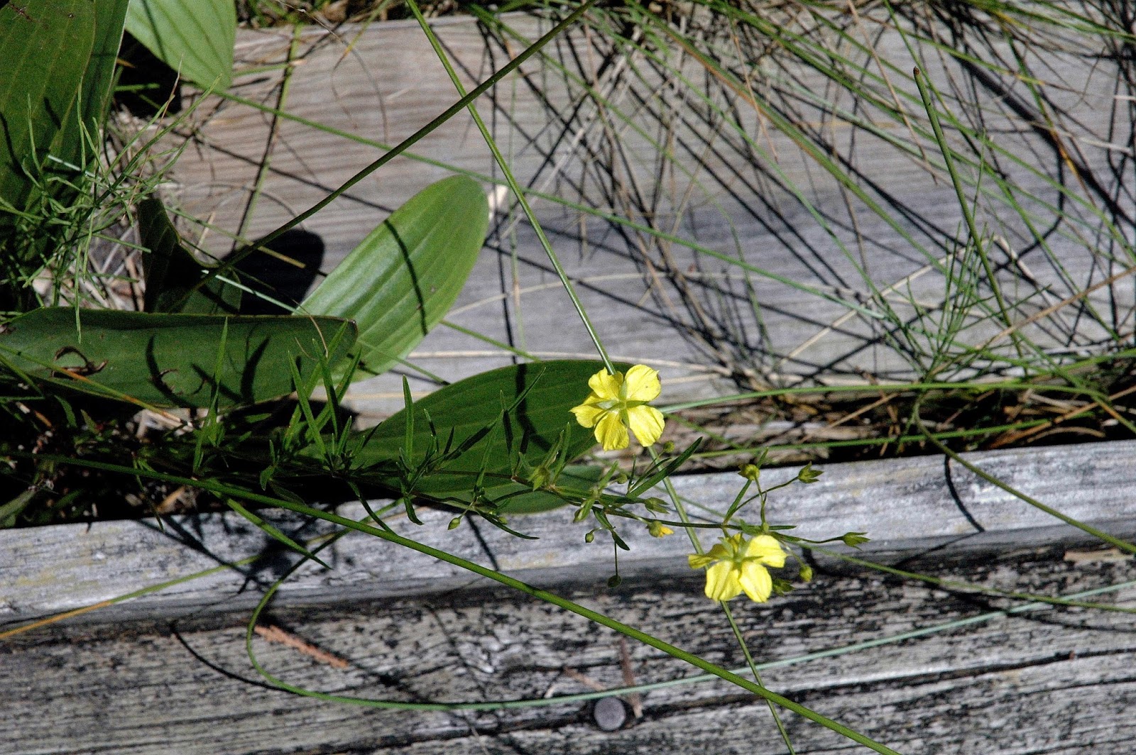 Field Biology in Southeastern Ohio: Cedar Bog