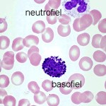 E learning: Leukocyten// - Acute Zorg Blog