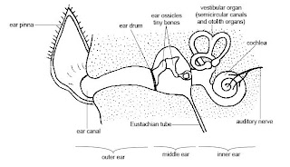 Animal Ear Diseases, Diseases of the ear, Signs of the Diseases in ...