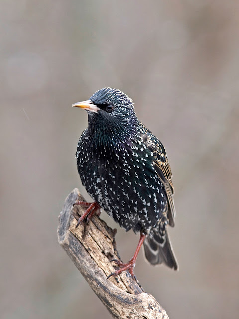 STARLING BIRD photos - wallpapers | the fun bank