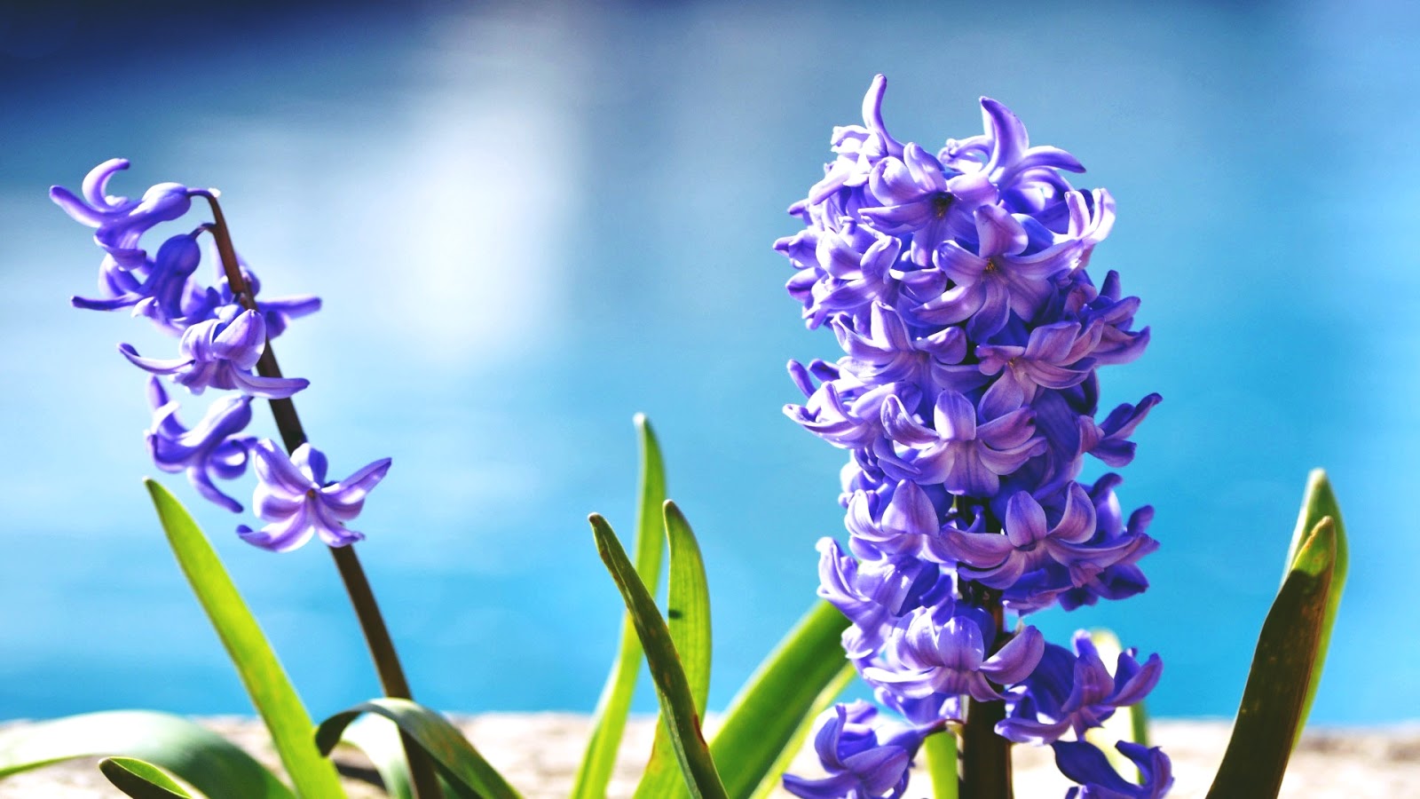 Imagini cu zambile | StolenIMG