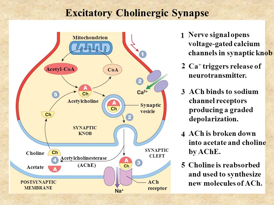 Senior Biology Neuronal Communication