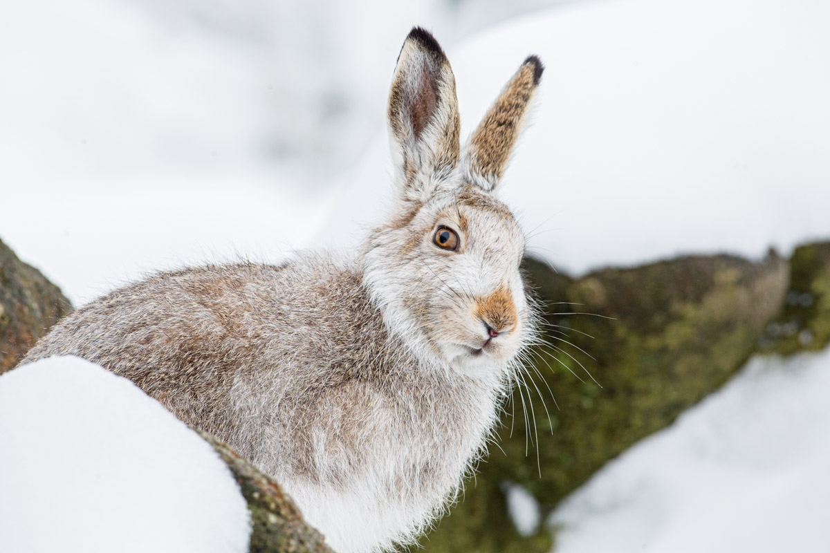 Darley Dale Wildlife: Mountain Hare in the snow