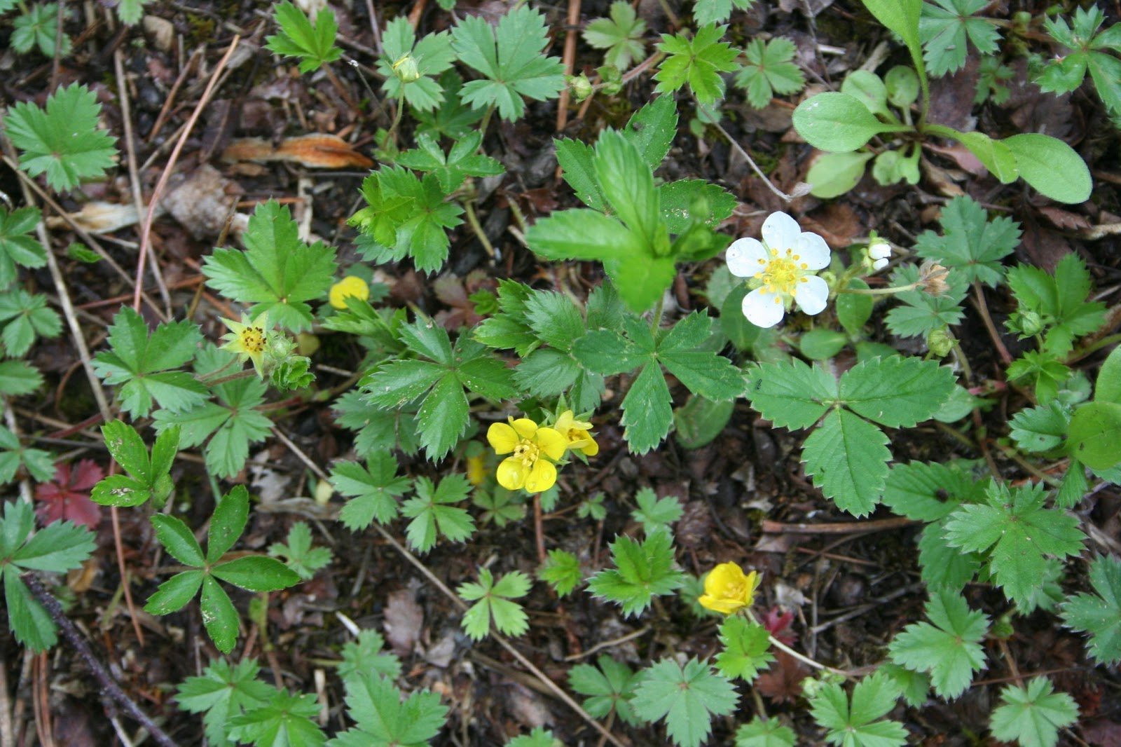Hoot Owl Karma: Celebrating National Wildflower Week - Blue Ridge Beauties