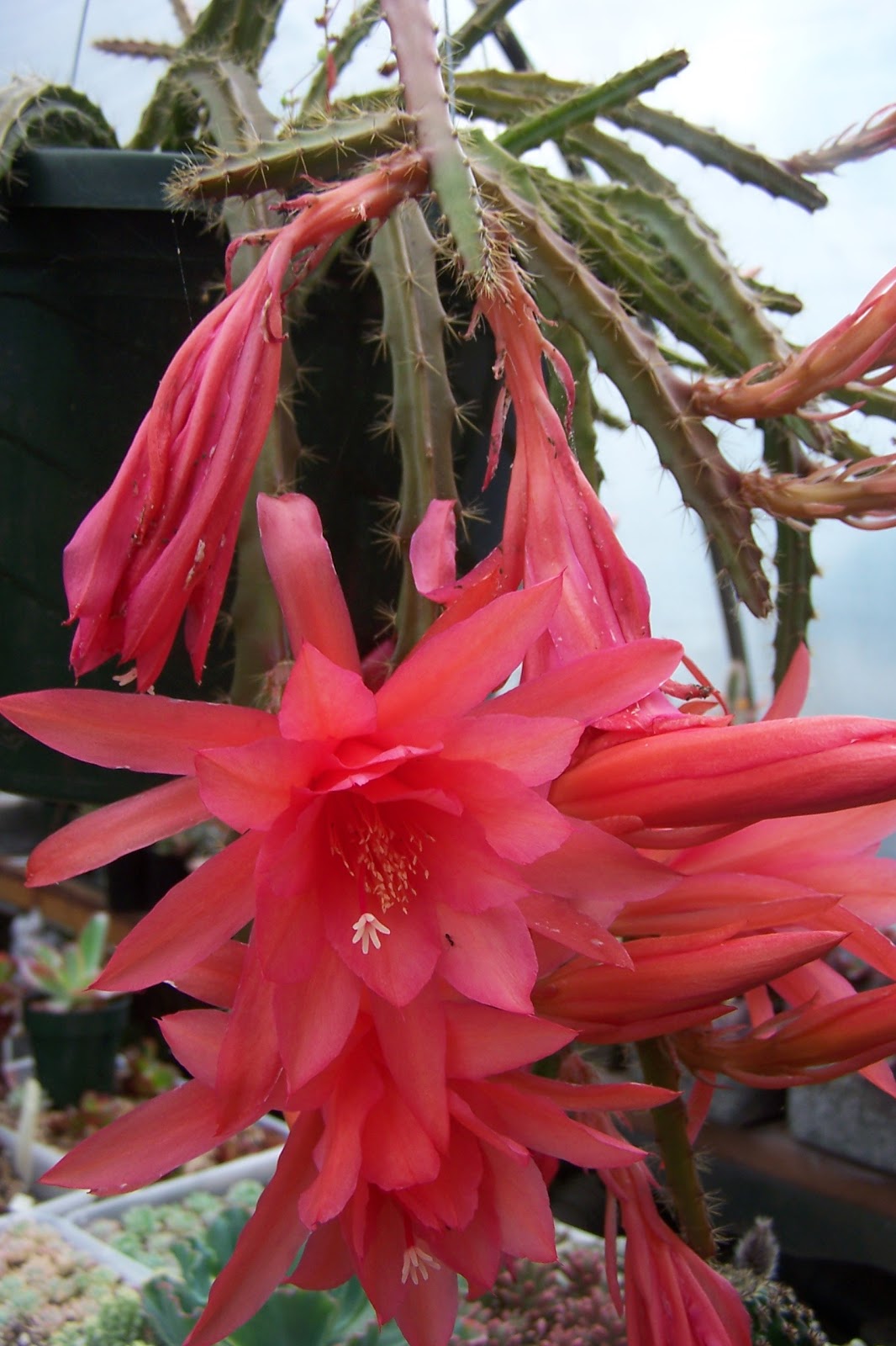 Oregon Cactus Blog: Aporocactus 'Beauty'