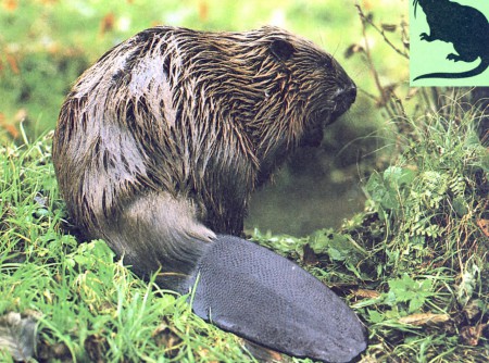 BOBOR s.r.o.: 68,80 € Bobor vodný