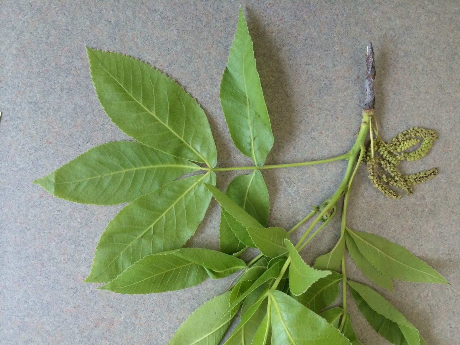 Trees of Santa Cruz County: Carya ovata - Shagbark Hickory