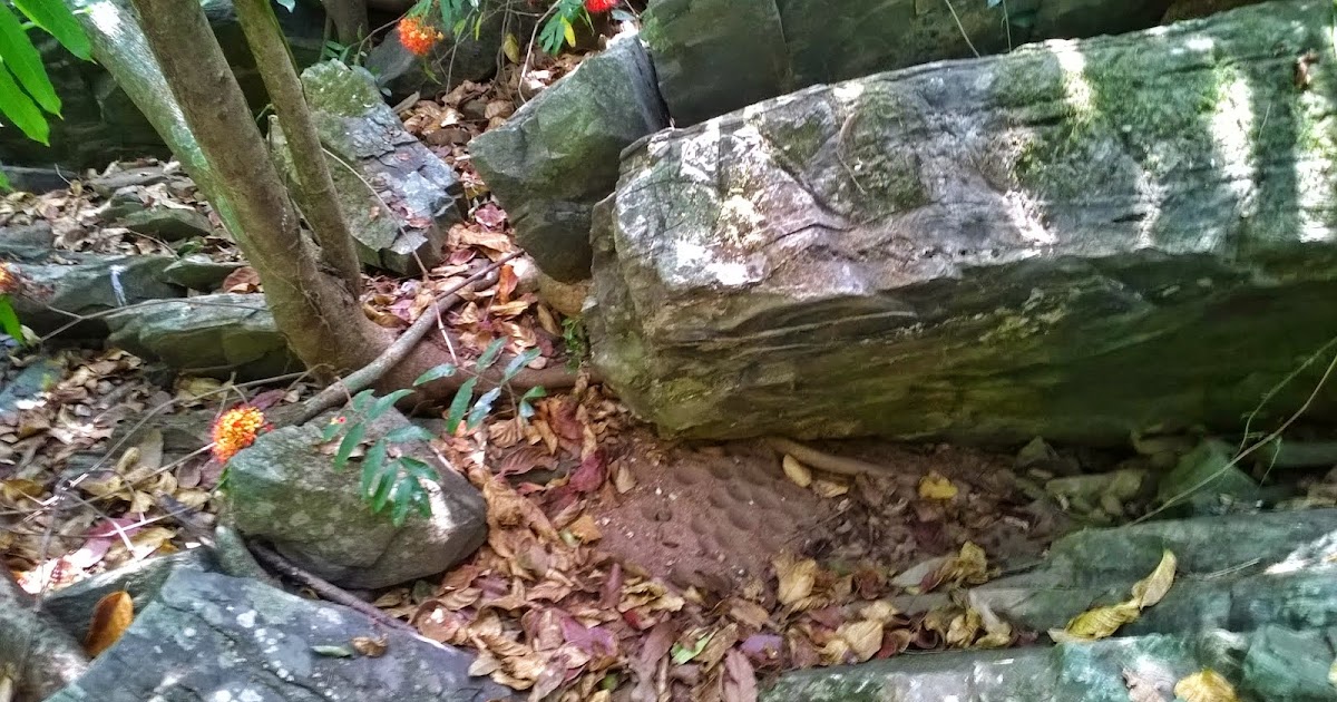 Live Experience : Expedition in the Wild with Gerry Martin in Dodamarg ...