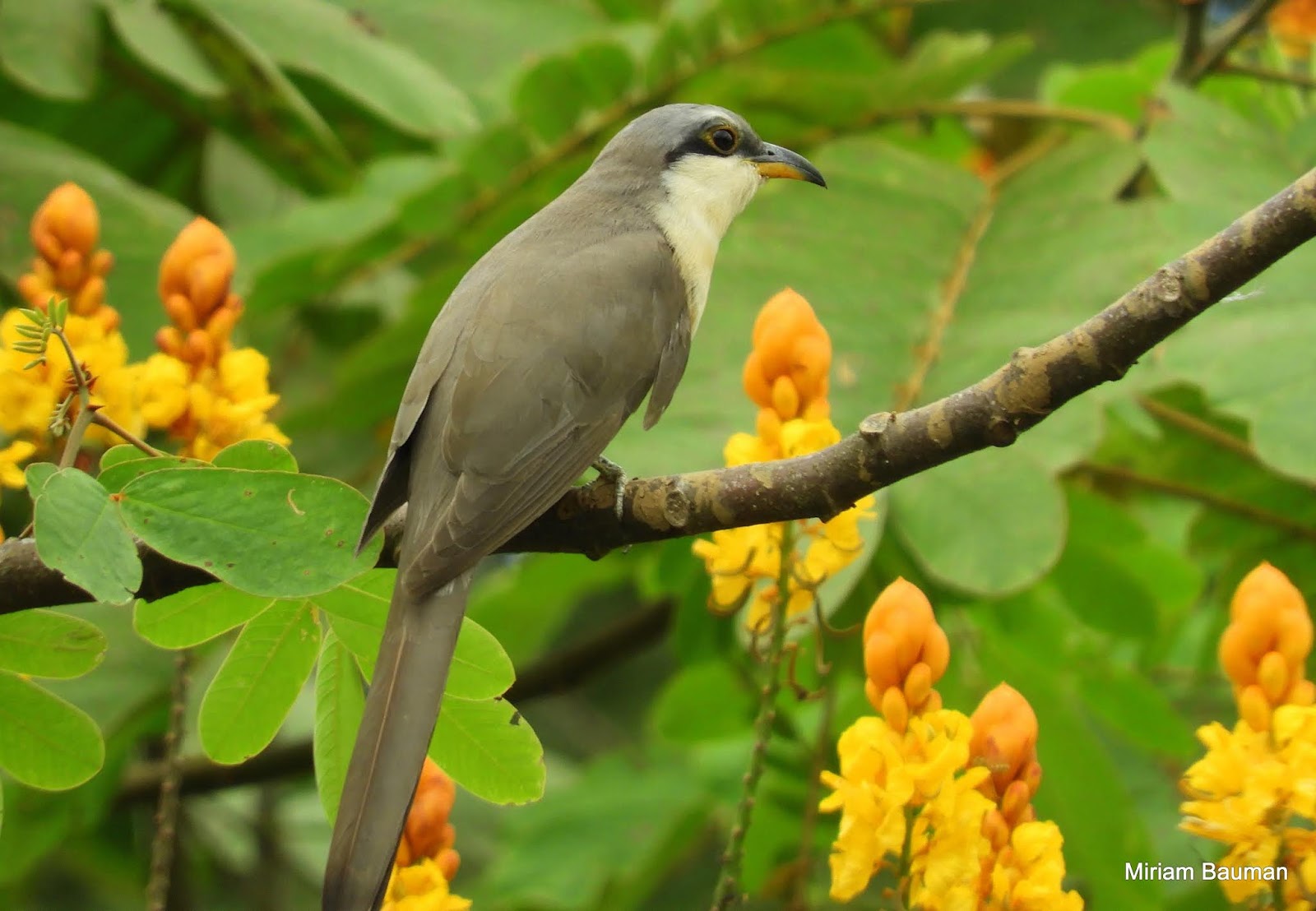 A Couple of Costa Rican Cuckoos - Travels With Birds