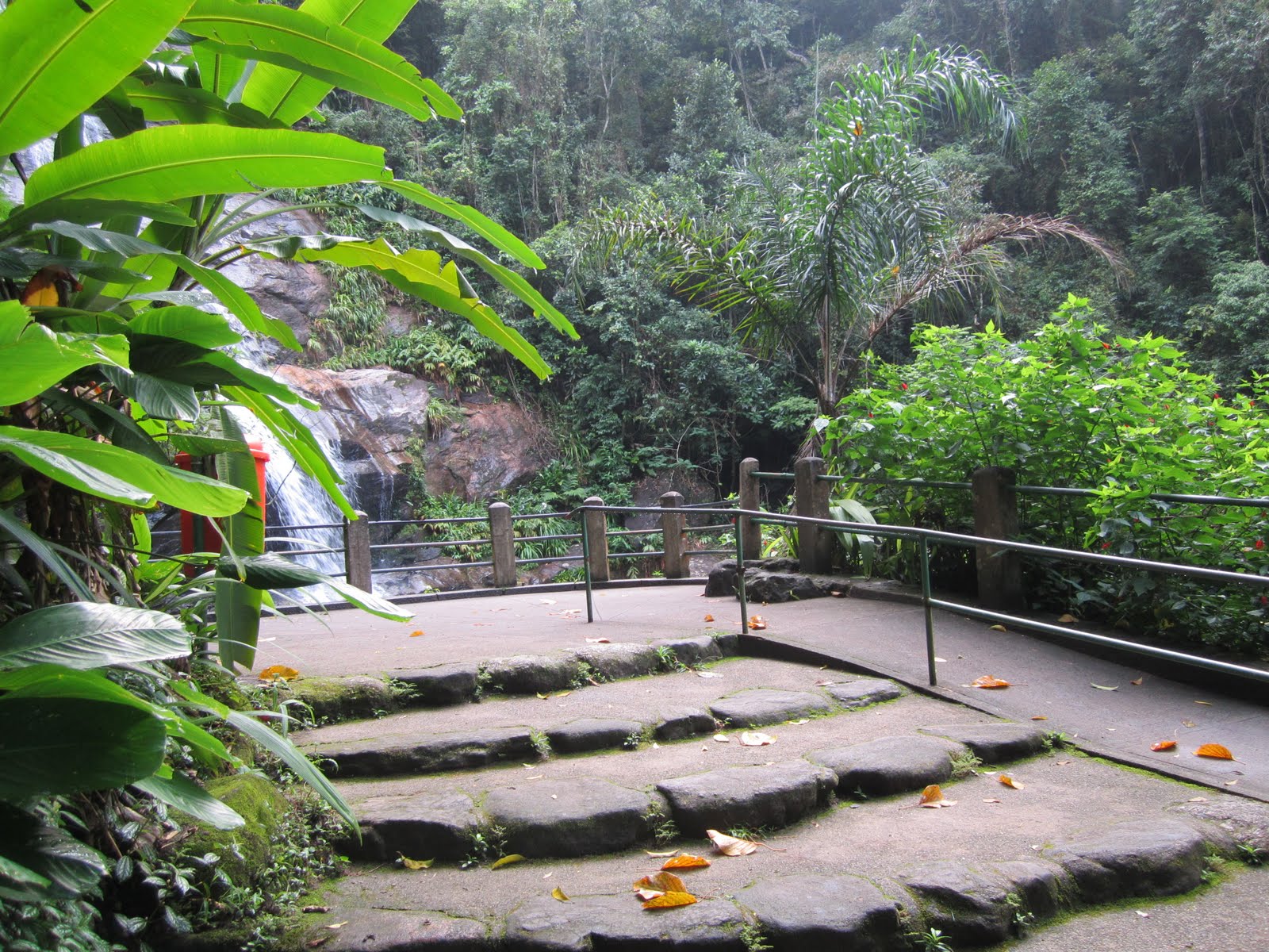 VISIT RIO DE JANEIRO: Tijuca's Forest: The largest urban forest in the ...