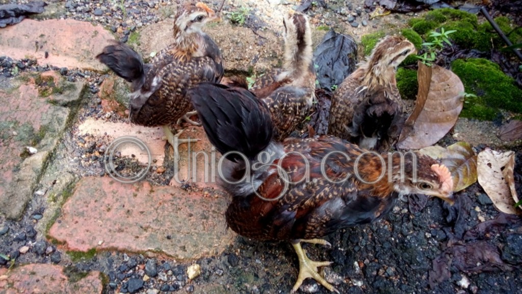 Ayam Ohiki Bantam - Uniaga Aviary™