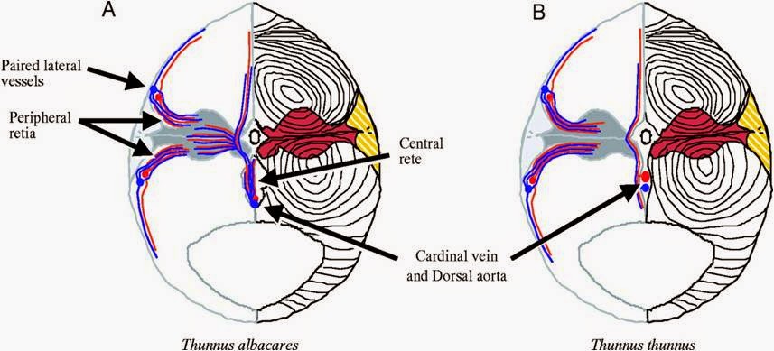 Materi Materi Kuliah: SISTEM OTOT (SYSTEMA MUSCULARE) pada manusia dan ...
